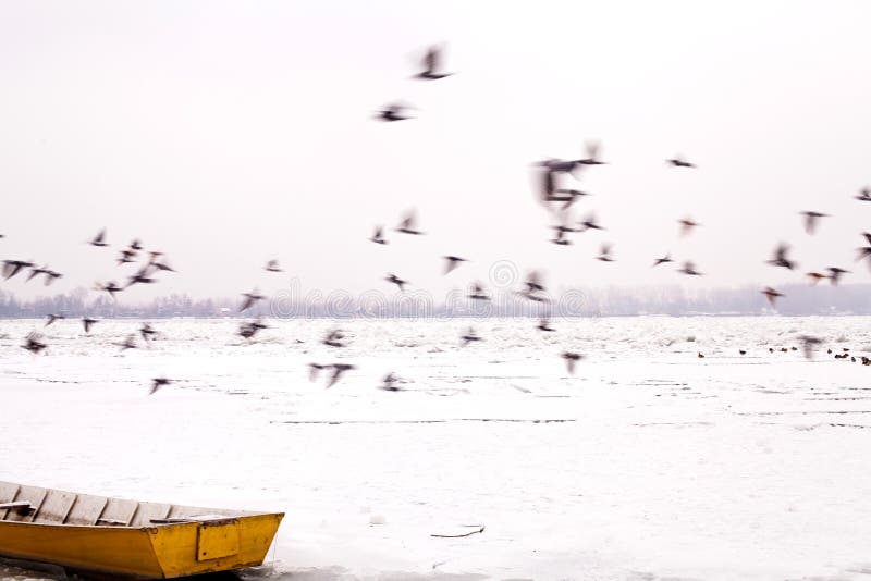Birds in Movement Winter Season Stock Image - Image of weather, group ...
