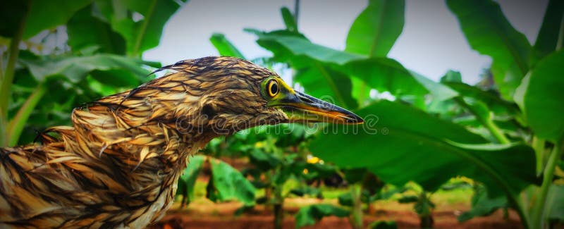 Birds moving movment agri stock photo. Image of movment - 207243570