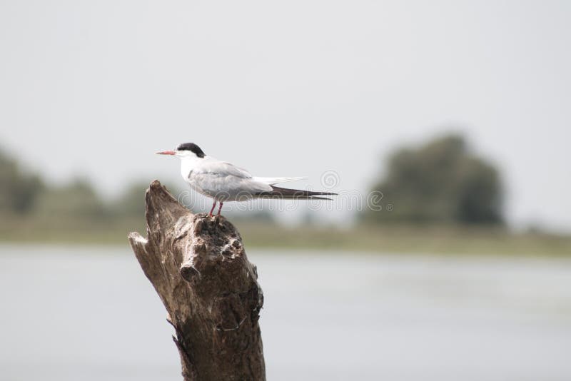 Birds n Blurs stock photo. Image of nice, looking, bird - 47007558
