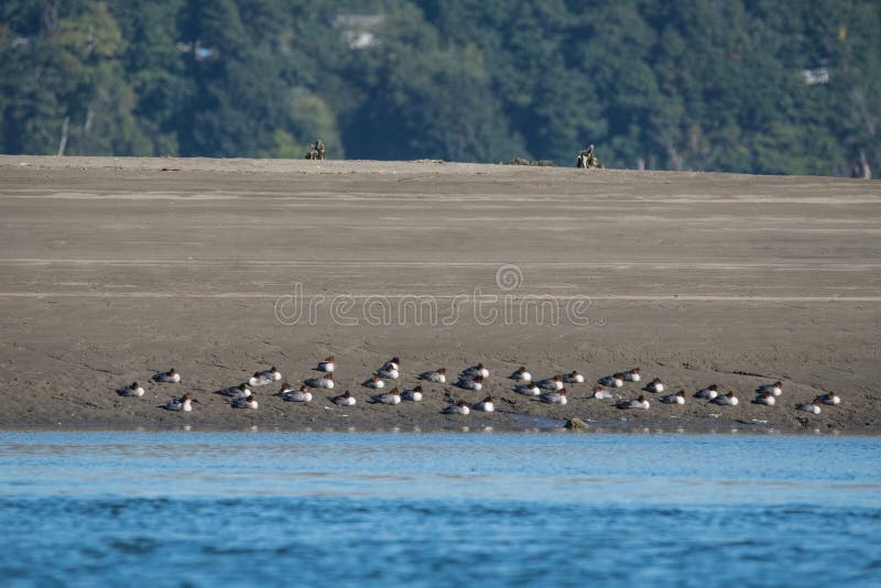 Birds on beach stock photo. Image of beach, slough, island - 103265728