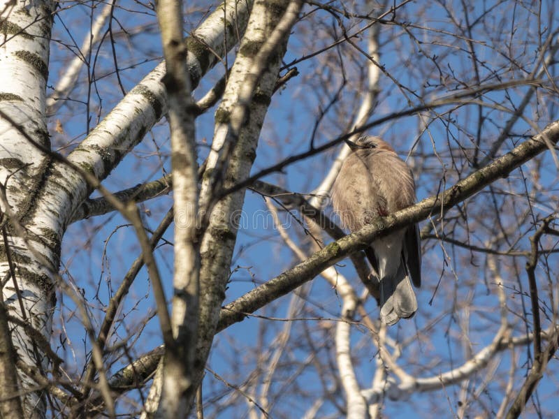 Birds Near Moscow, Jay on a Tree Branch Stock Photo - Image of snow ...