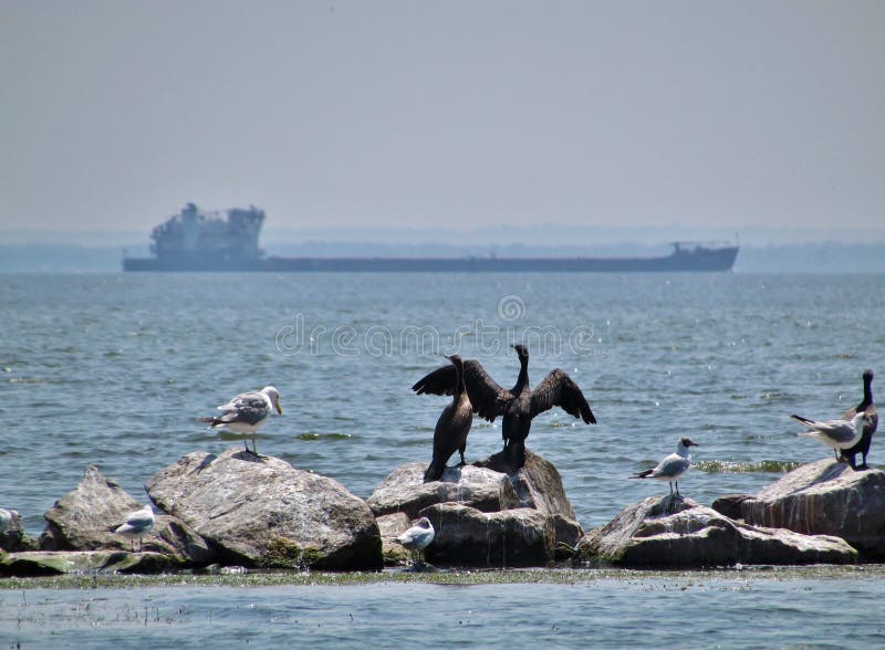 Birds near the water stock photo. Image of stones, beach - 80973828