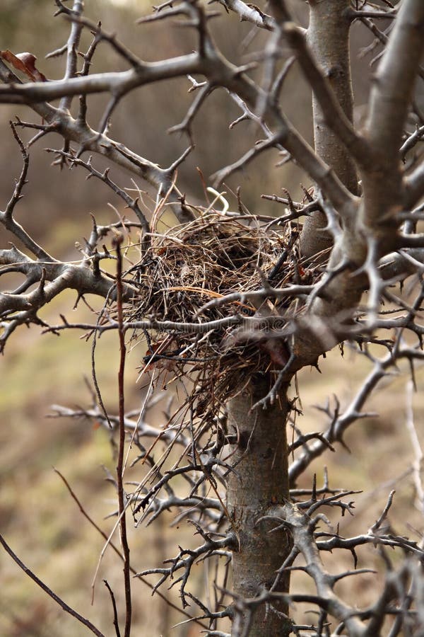 Birds nest stock image. Image of tree, build, scratchy - 28236765