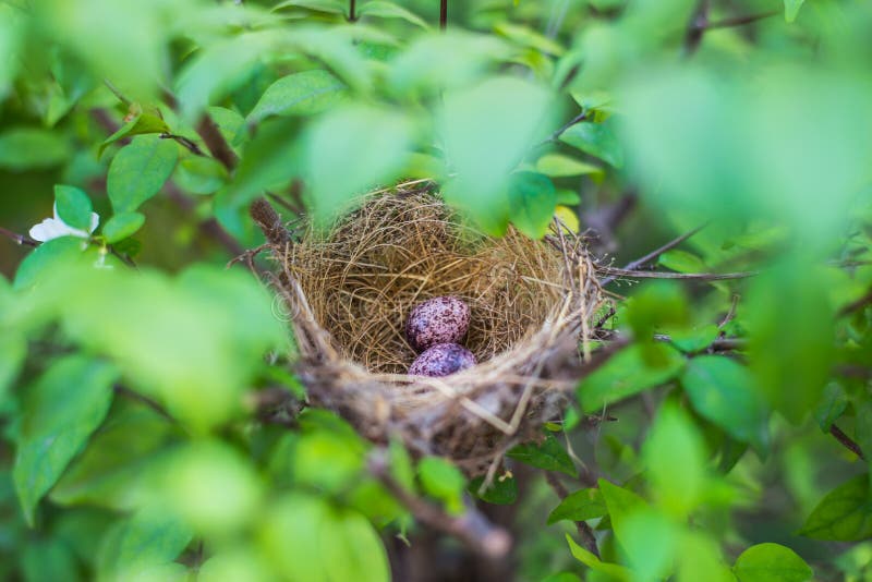 Birds Nest Bird Eggs on the Tree Stock Image - Image of color, birds ...