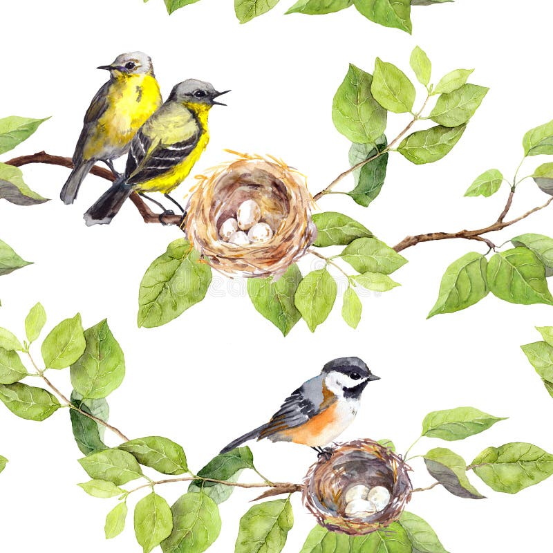 Birds, Nest on Branch. Seamless Repeating Pattern. Watercolor Stock ...