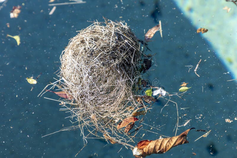 A Birds Nest Floating in a Swimming Pool Stock Photo - Image of climate ...