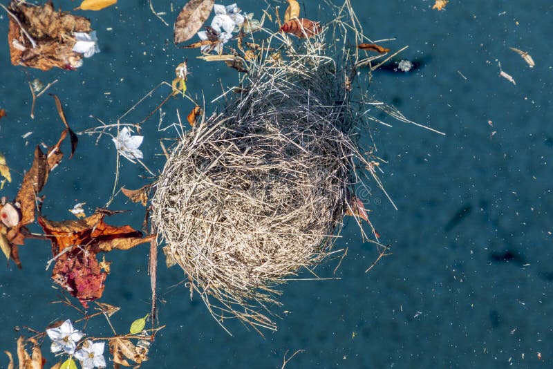 A Birds Nest Floating in a Swimming Pool Stock Photo - Image of climate ...