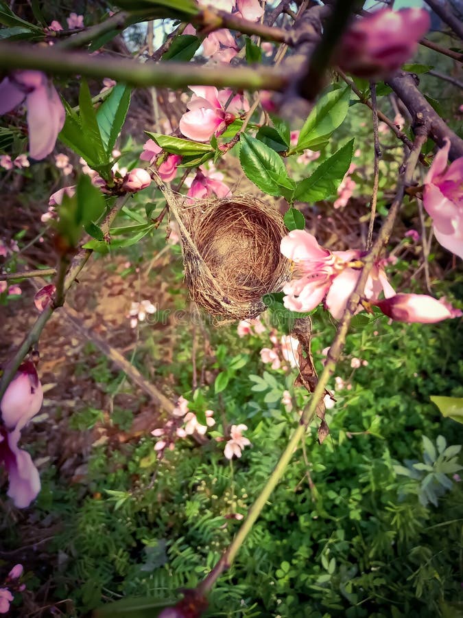 Birds nest stock photo. Image of bloom, floral, season - 171530948