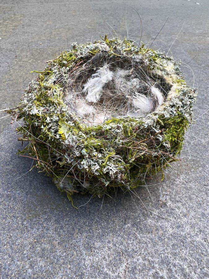 Birds Nest on a Grey Stone Table Stock Photo - Image of empty, fallen ...