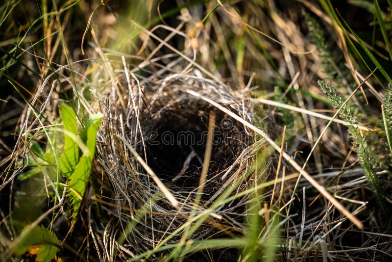 Birds Nest Hidden in Tall Grasses Stock Photo - Image of animal, summer ...
