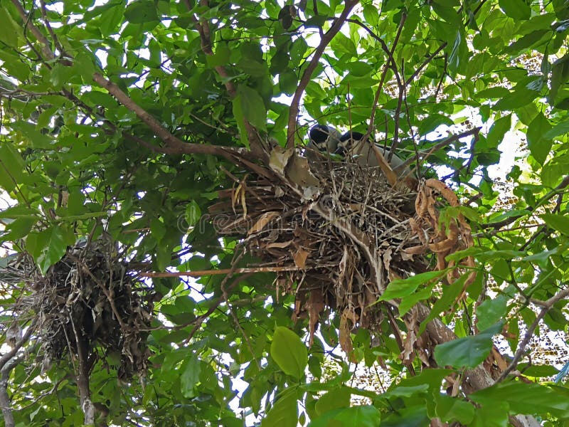 Closeup Birds nest on Tree stock image. Image of macrophotography ...