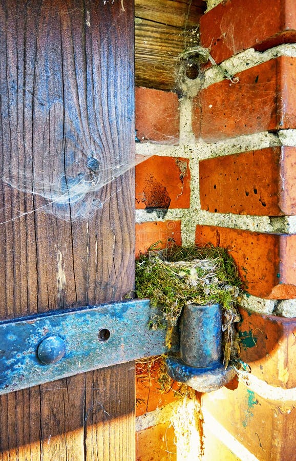 Birds Nest on an Old Barn Door Stock Photo - Image of baby, branch ...