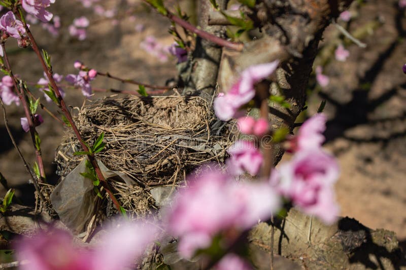 Birds nest in a peach tree stock photo. Image of nature - 284414316