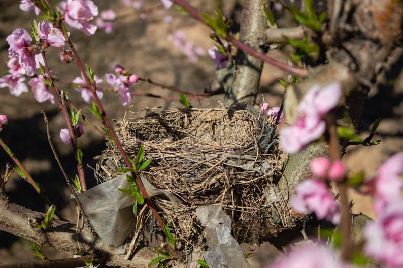 Birds nest in a peach tree stock photo. Image of animal - 284414328