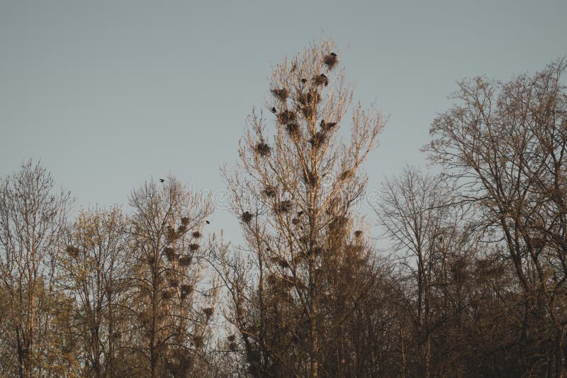 Birds Nest on the Tree in the Forest Stock Photo - Image of natural ...