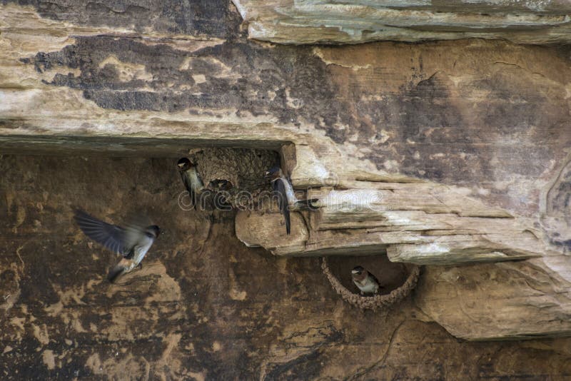 Birds Nesting stock image. Image of rock, overhang, birds - 75139763