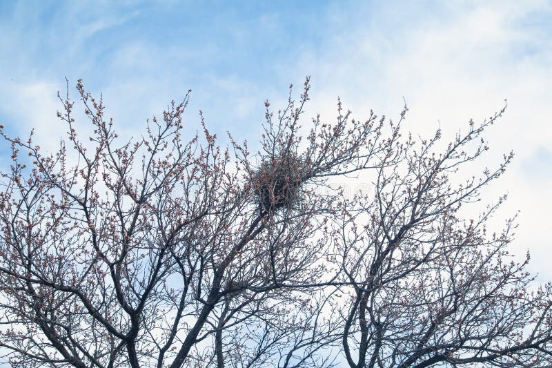 Birds Net in a Tree. Spring Time Stock Photo - Image of reserve, bird ...