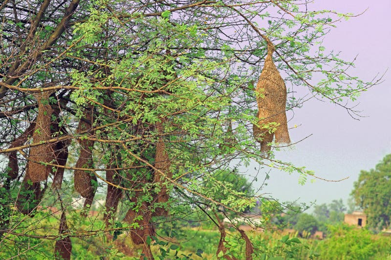 The Birds Nuts on Hung on a Tree Stock Photo - Image of woodland, tree ...
