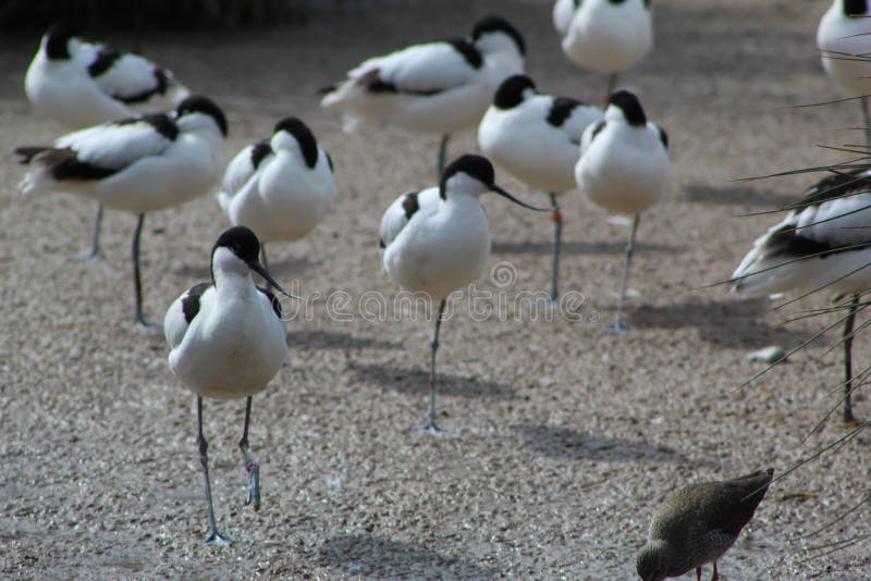 Birds on one leg stock photo. Image of wildlife, ducks - 192995674
