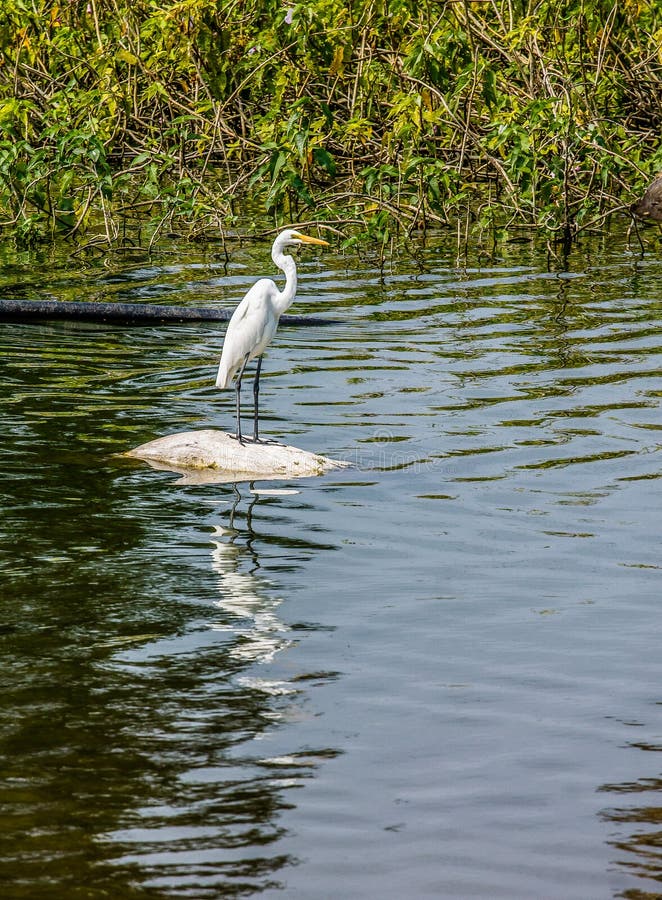 Birds outdoor cute stock photo. Image of migratory, seabird - 89270180