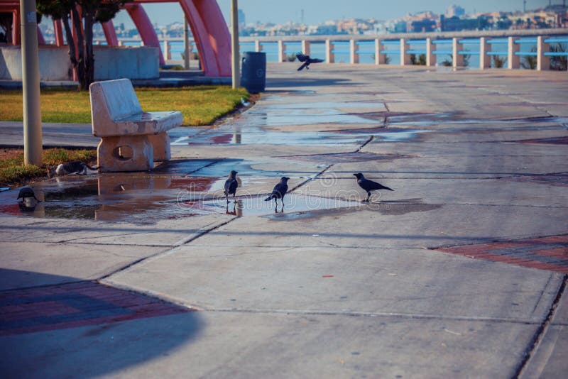 Birds in the outside stock photo. Image of city, outside - 131063346