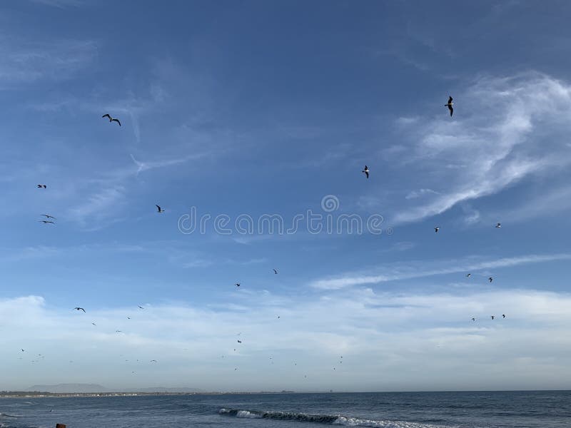 Birds over ocean stock photo. Image of flying, birds - 145722026