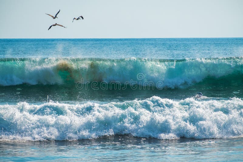 Birds over the wave stock photo. Image of tide, foam - 93240660