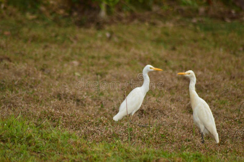 Birds on paddy field stock photo. Image of wing, bird - 182459924