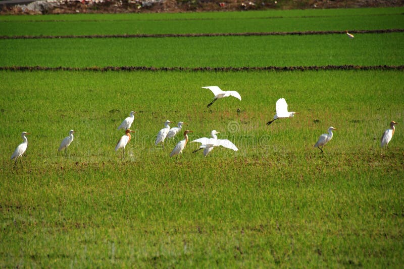 Birds in the paddy field stock photo. Image of heron, field - 2375116