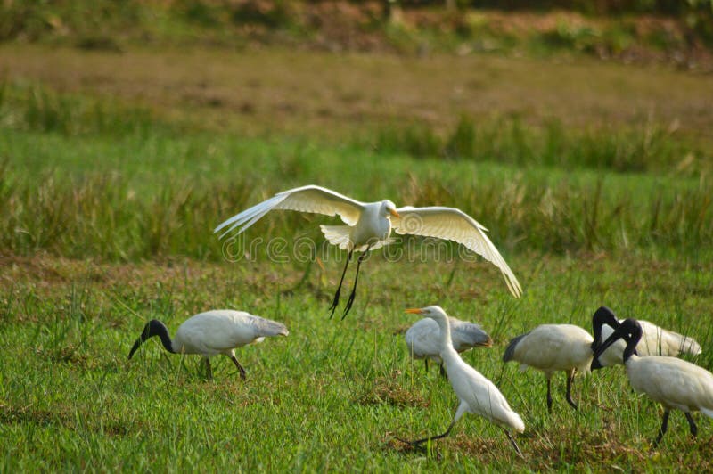 Birds on Paddy Field Morning Hunting Stock Photo - Image of field ...