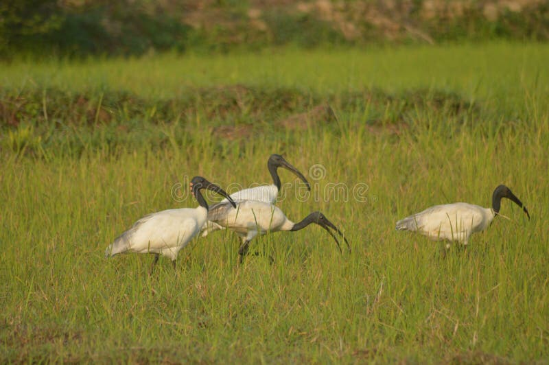 Birds on paddy field stock image. Image of grassland - 185224327
