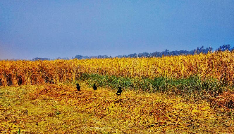 Dry paddy on the ground stock image. Image of cereal - 136411757