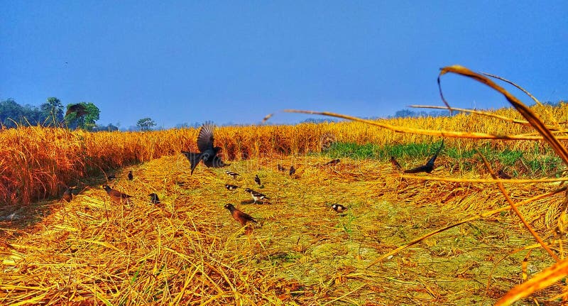 Birds in the paddy ground stock photo. Image of birds - 133115056