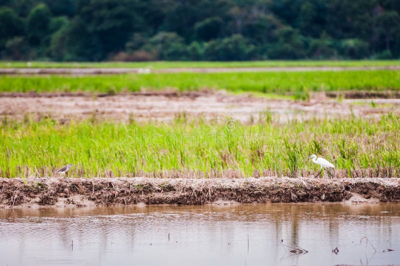 Birds at padi field stock image. Image of rice, field - 38736687