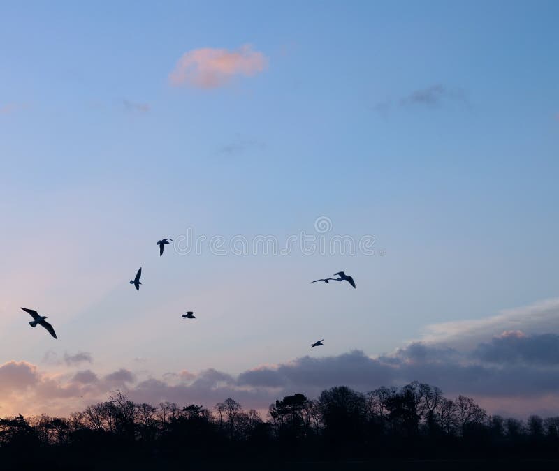 Birds in a pale blue sky stock image. Image of drops - 140919611