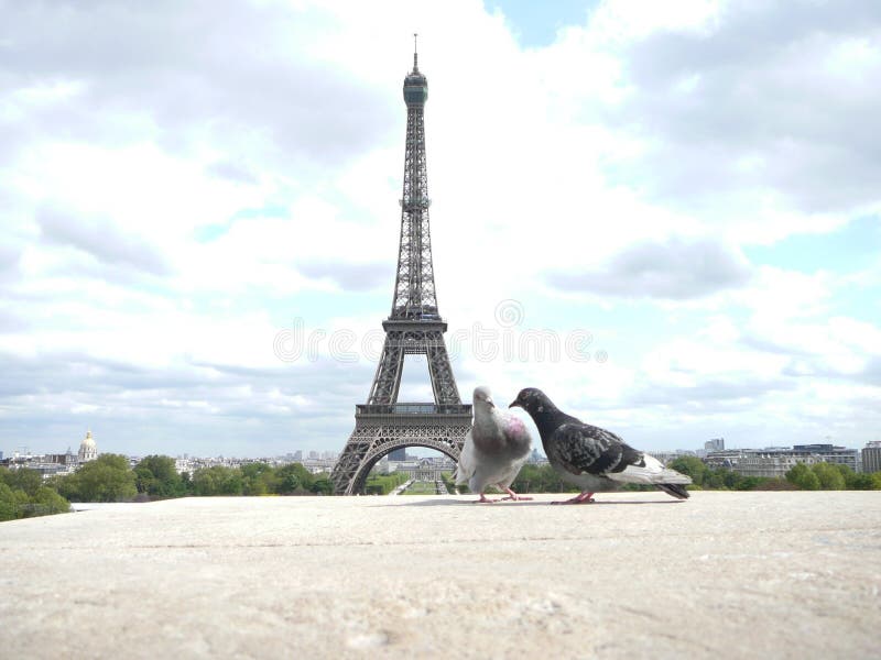 Birds in Paris stock image. Image of relations, spring - 125827271