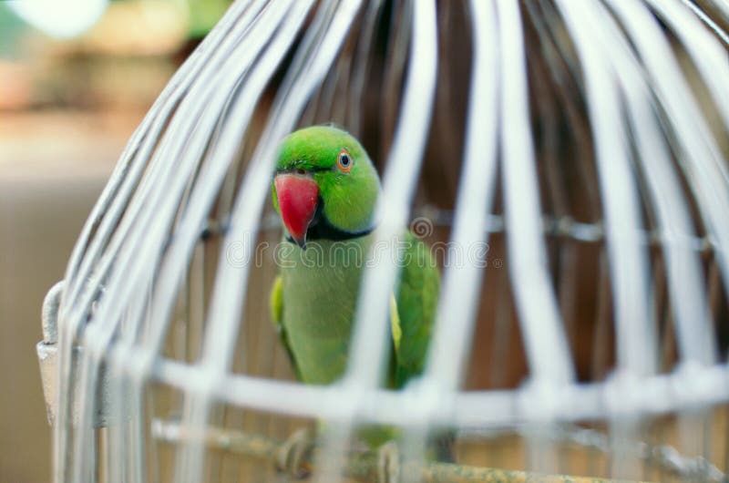 Birds, parrot in cage stock photo. Image of outdoor - 348651102