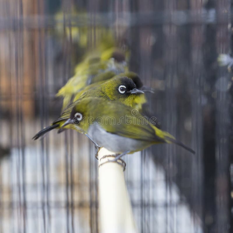 Birds at the Pasar Ngasem Market in Yogyakarta, Central Java, in Stock ...