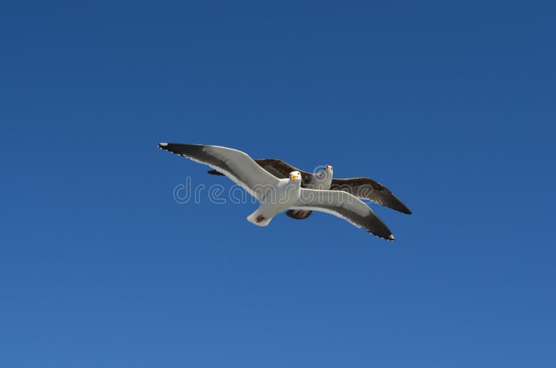 Birds of Peace stock photo. Image of peace, nature, flying - 45956074