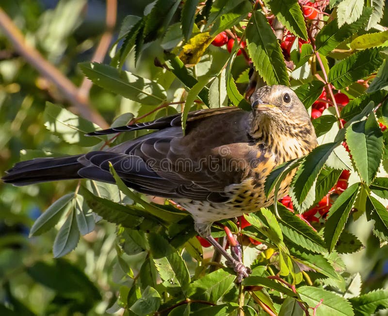 Birds Peck Ripe Rowan Berries on the Tree Stock Image - Image of leaf ...