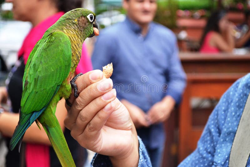 Birds and People in Harmony Stock Photo - Image of animal, people ...