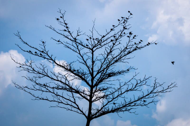 Birds Perch on the Dry Tree Stock Image - Image of animal, columbidae ...