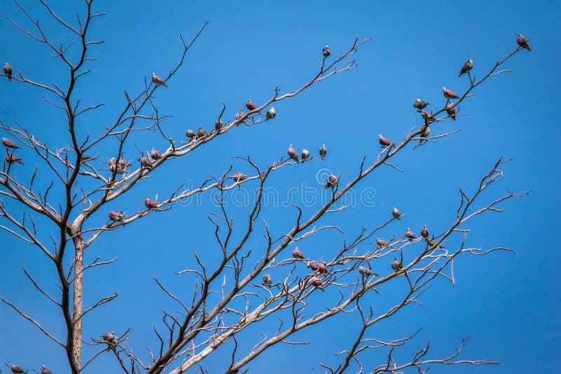 Birds Perch on the Dry Tree Stock Image - Image of turtie, streptopelia ...