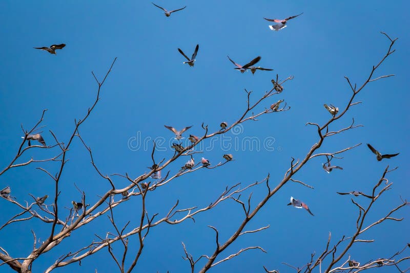 Birds Perch on the Dry Tree Stock Photo - Image of dove, feather: 65613476