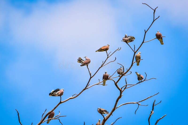 Birds Perch on the Dry Tree Stock Photo - Image of turtie, garden: 65613642