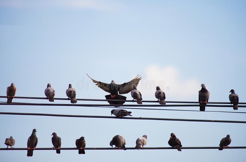 Birds Perch on High-voltage Lines Stock Photo - Image of dwell, animal ...