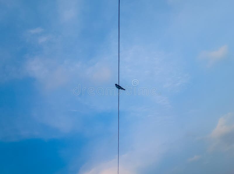 Birds Perch on Long Power Lines during the Day Stock Photo - Image of ...