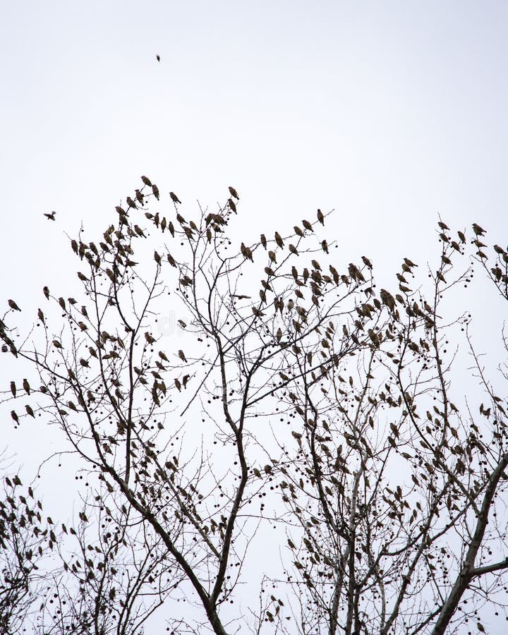 Birds Perched on Bare Tree Branches Against a Pale Sky. Stock Image ...