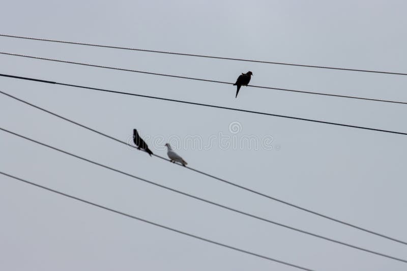 Birds Perched Electrical Wires Cloudy Day Stock Photos - Free & Royalty ...