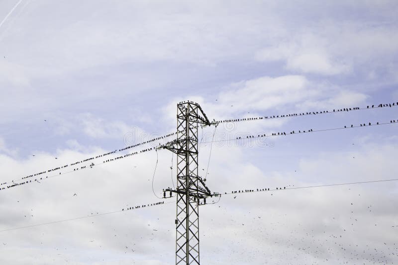 952 Grid Birds Stock Photos - Free & Royalty-Free Stock Photos from ...